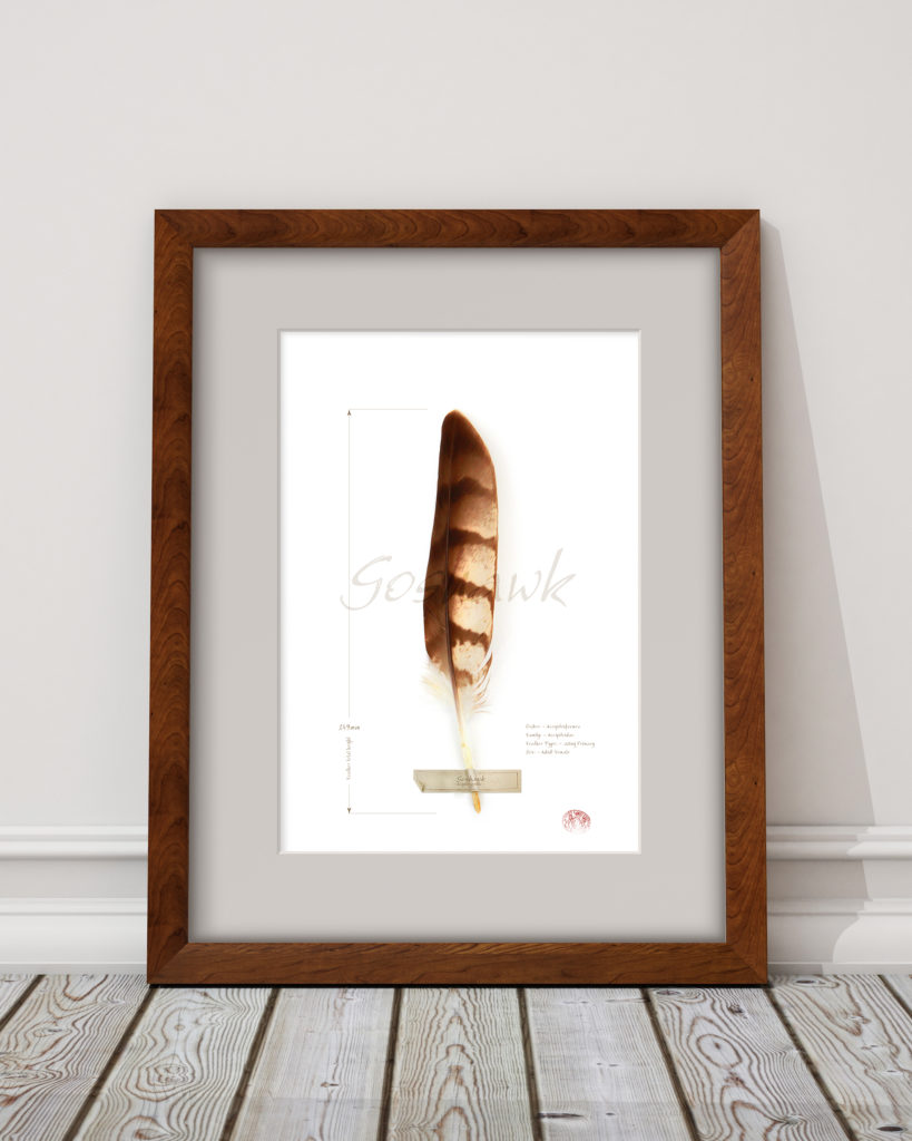 Feather Study Print ..... Goshawk (Limited Edition) - Tony Ladd Art