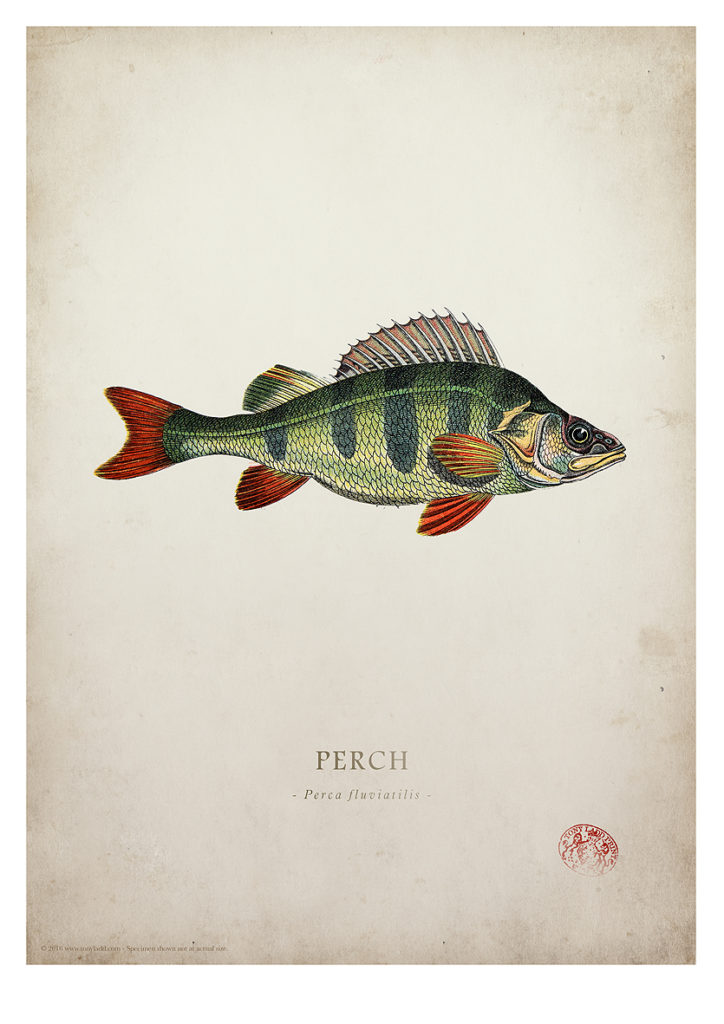 Natural History Specimen Print (Perch) - Tony Ladd Art